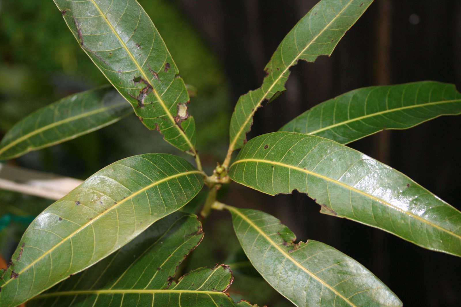Mango Trees – Week 1: January 22, 2009 | Marin Homestead