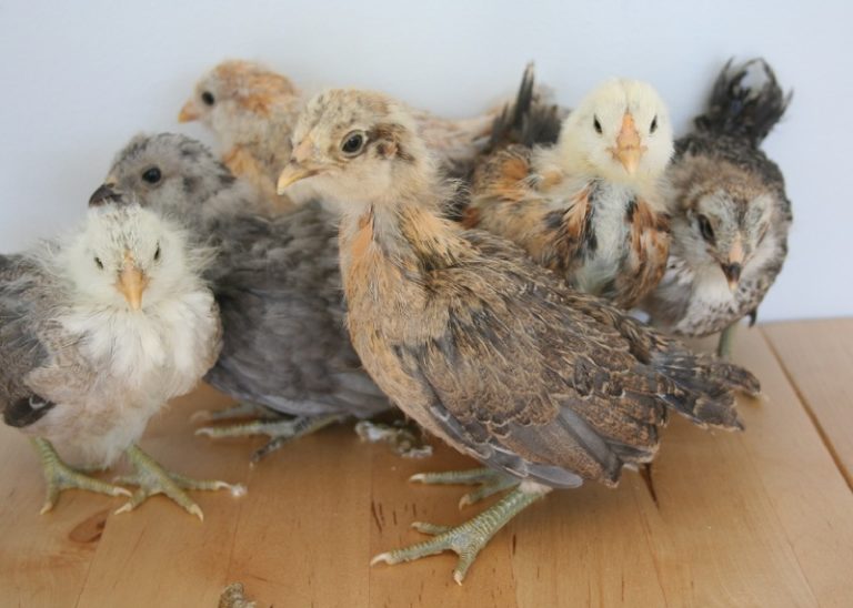 Marin Chickens: The chicks are 3 weeks old (Easter Eggers, Silkies ...