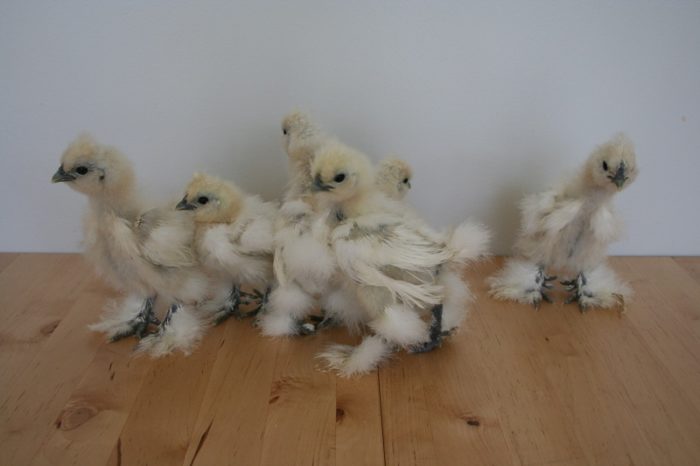 Marin Chickens: The chicks are 3 weeks old (Easter Eggers, Silkies ...