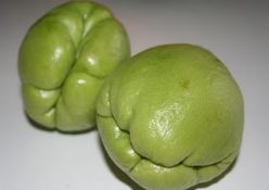 Growing Chayote in Northern California | Marin Homestead