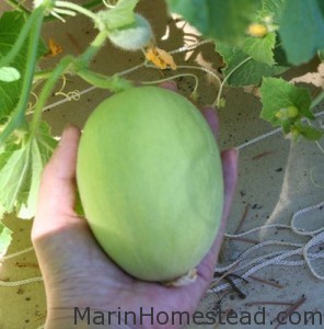 Melon Update: Arava, Charentais, Honey Orange 1 week fruitset | Marin ...