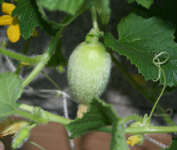 Melon Update: Arava, Charentais, Honey Orange all have fruitset ...